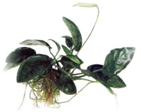 Las plantas de raiz : CUIDADOS DEL ACUARIO